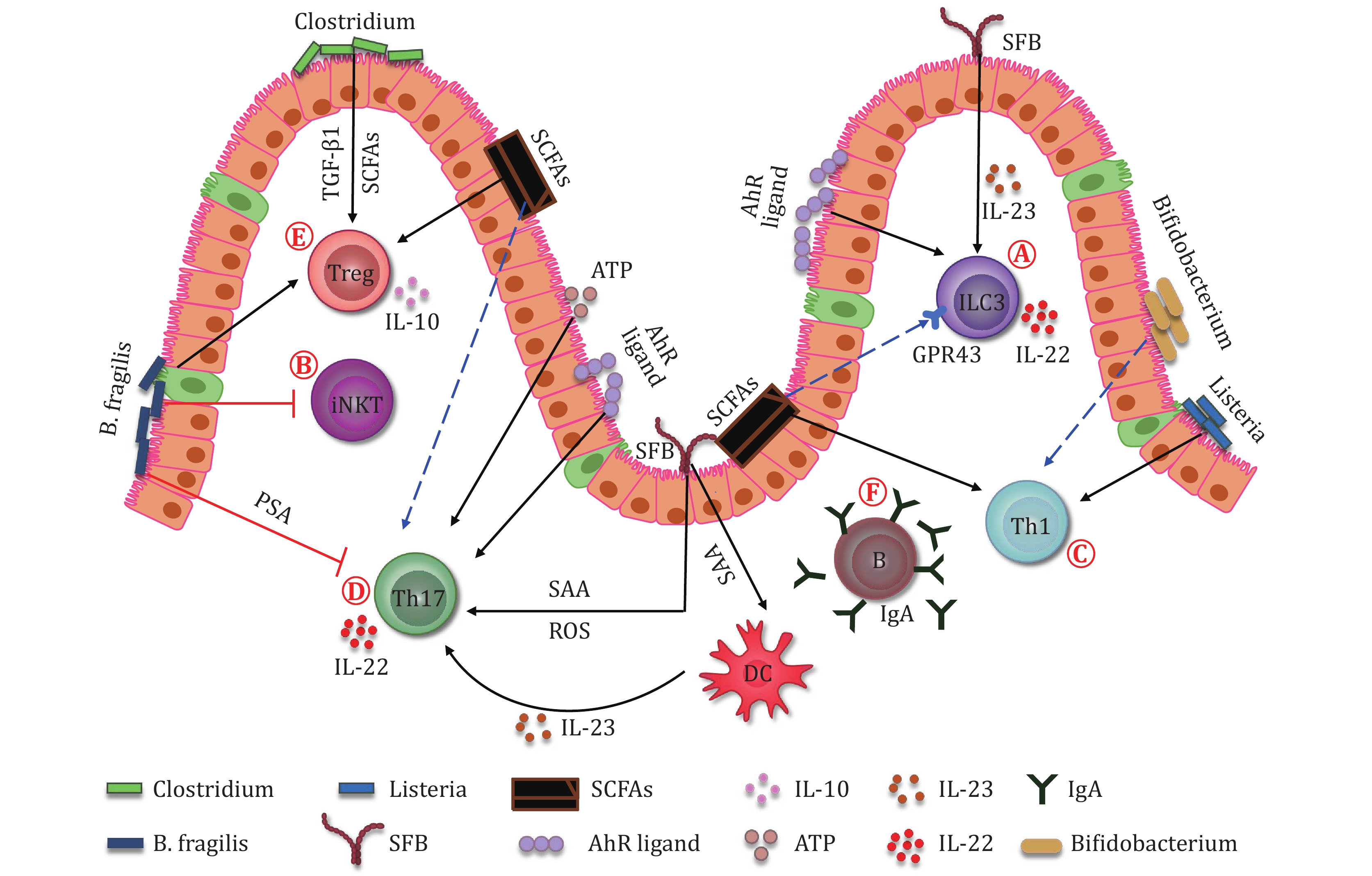 Mutual interaction of microbiota and host immunity during health and ...