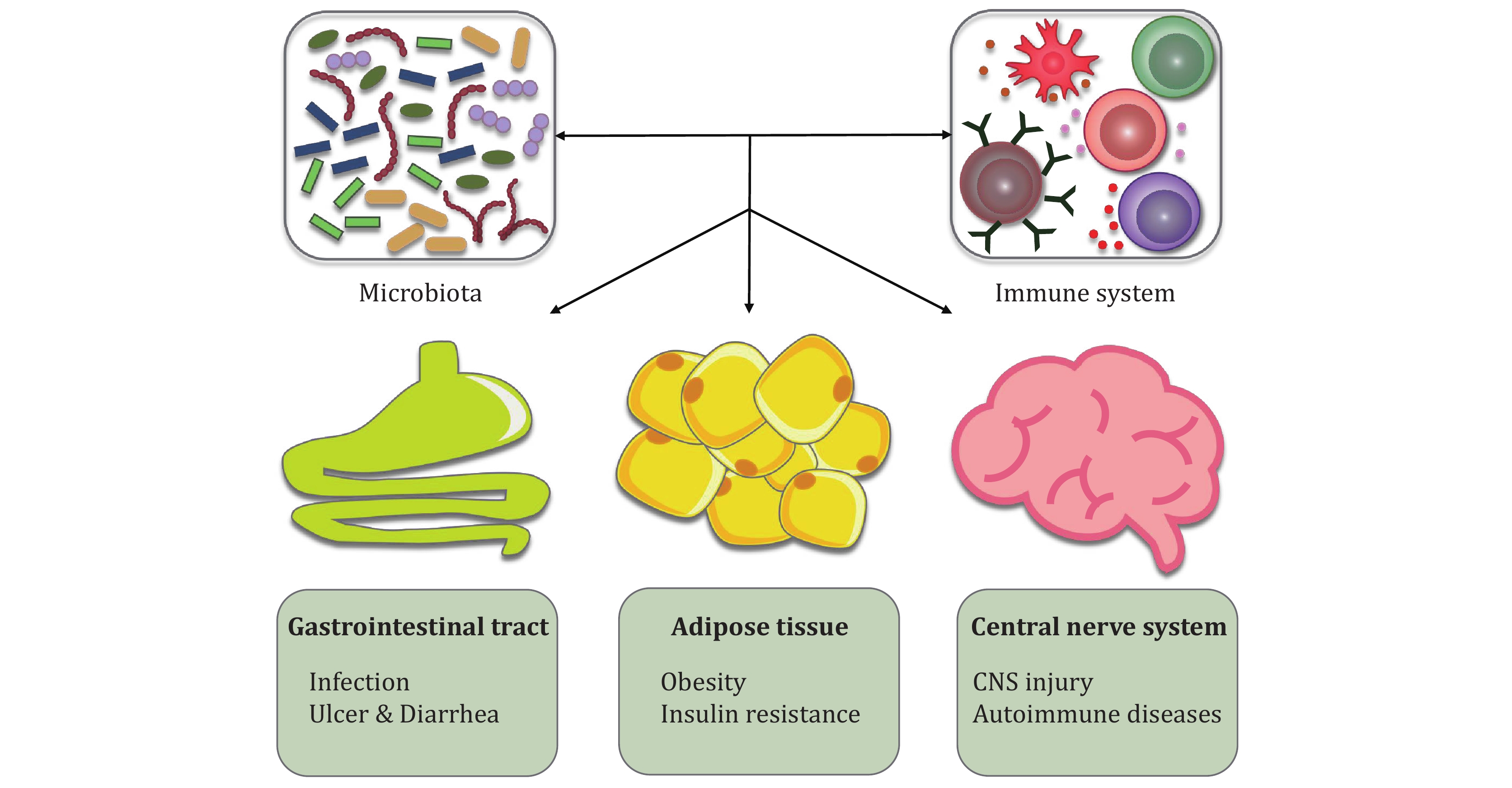Mutual interaction of microbiota and host immunity during health and ...