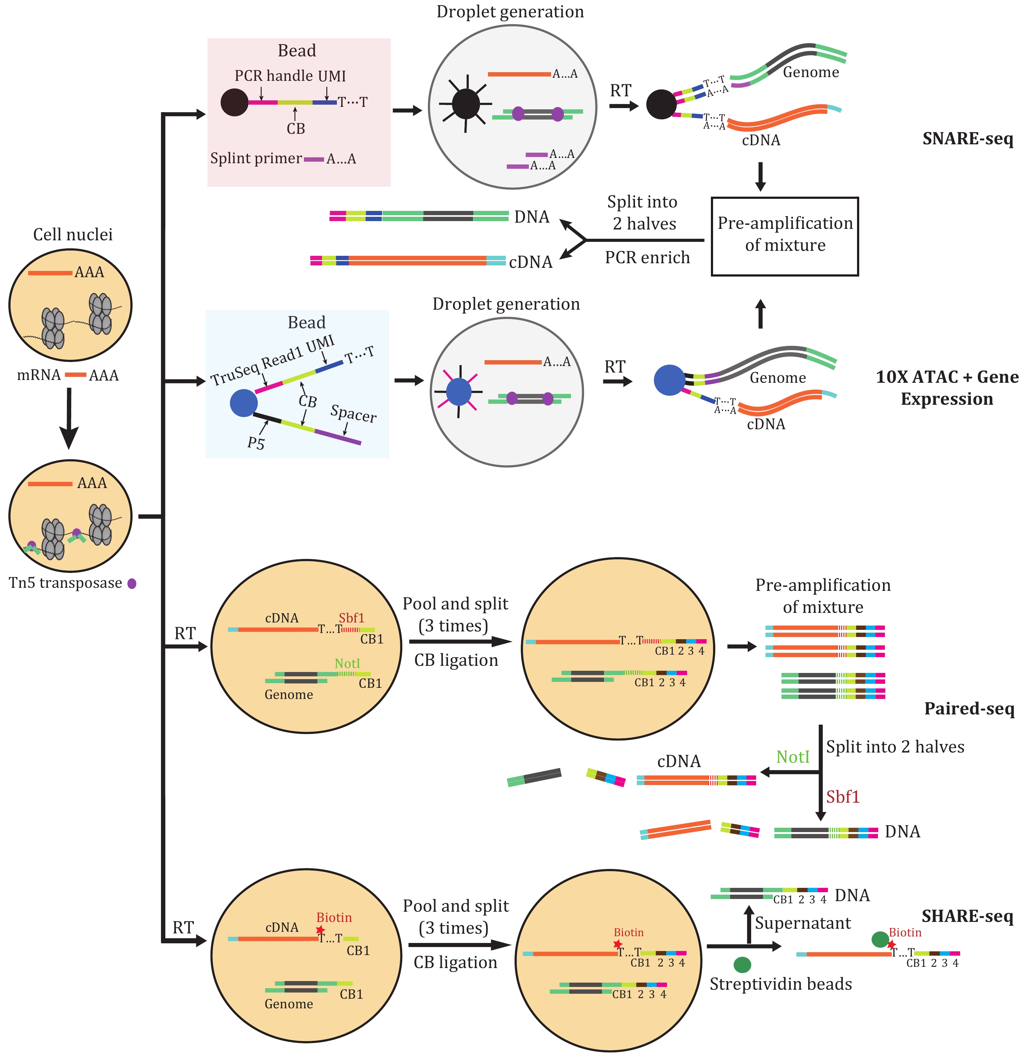 Single-cell multi-omics sequencing and its applications in studying the ...