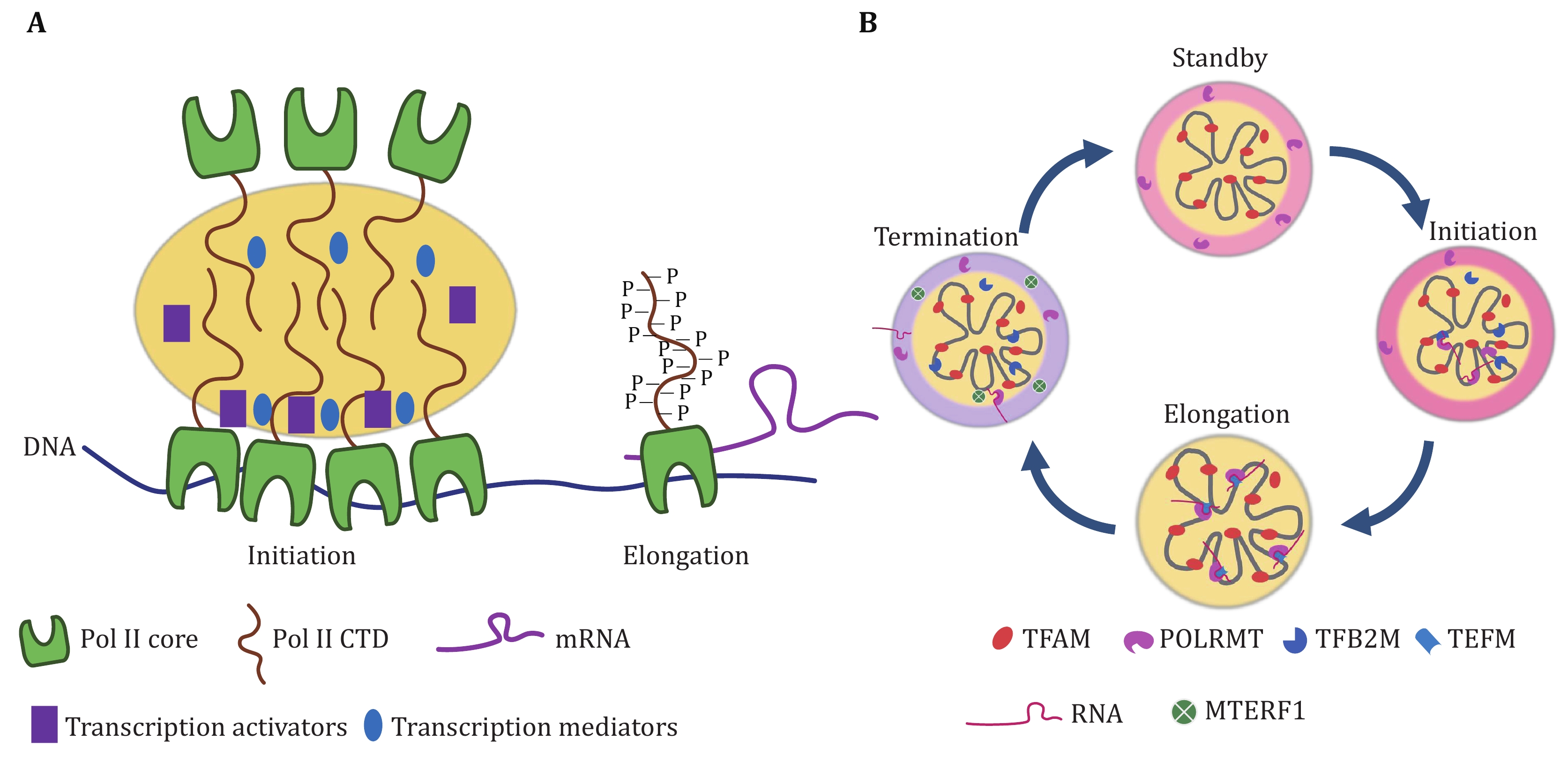 Multi-phase separation in mitochondrial nucleoids and eukaryotic nuclei