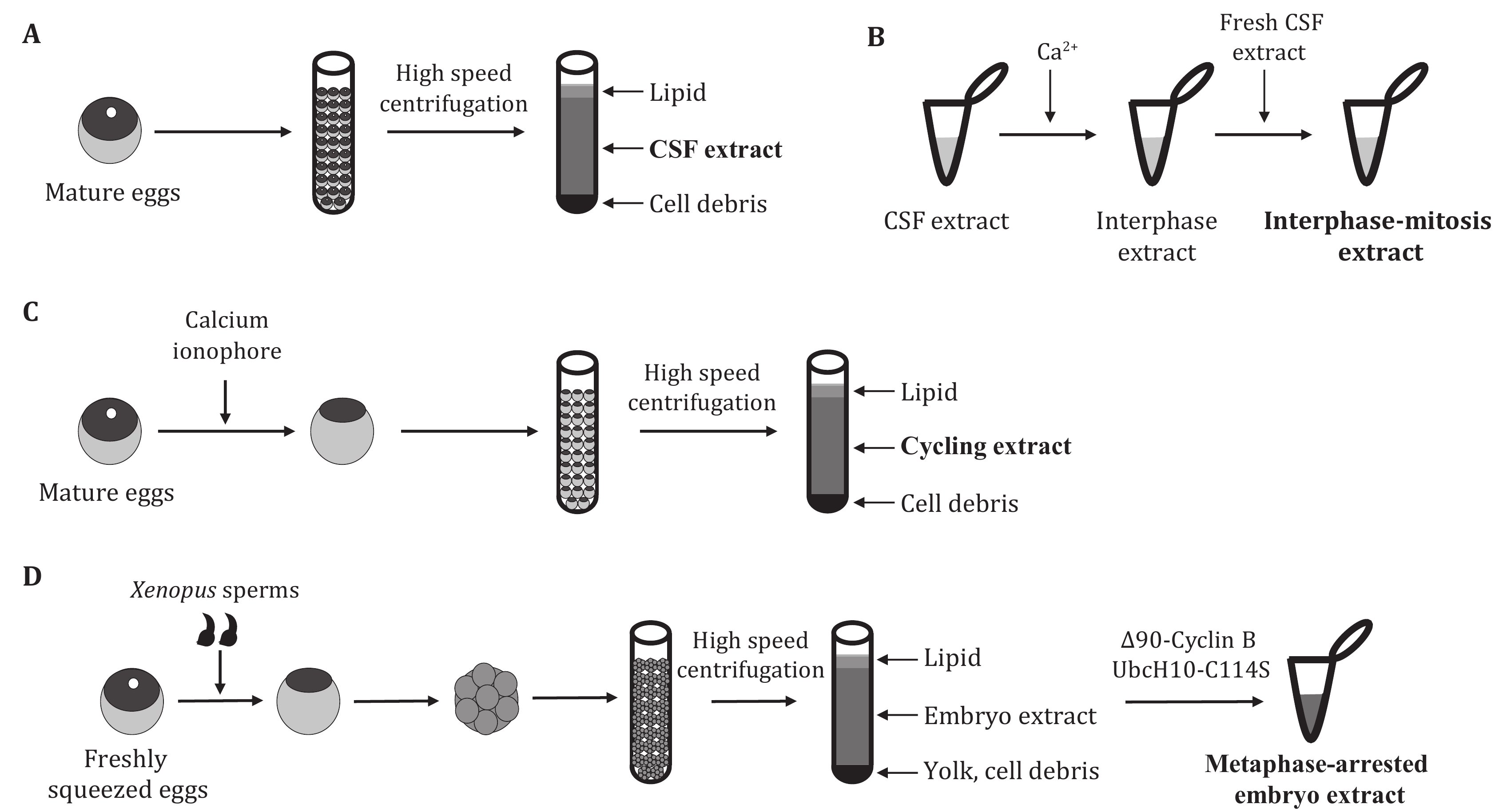 Xenopus cell-free extracts and their applications in cell biology study