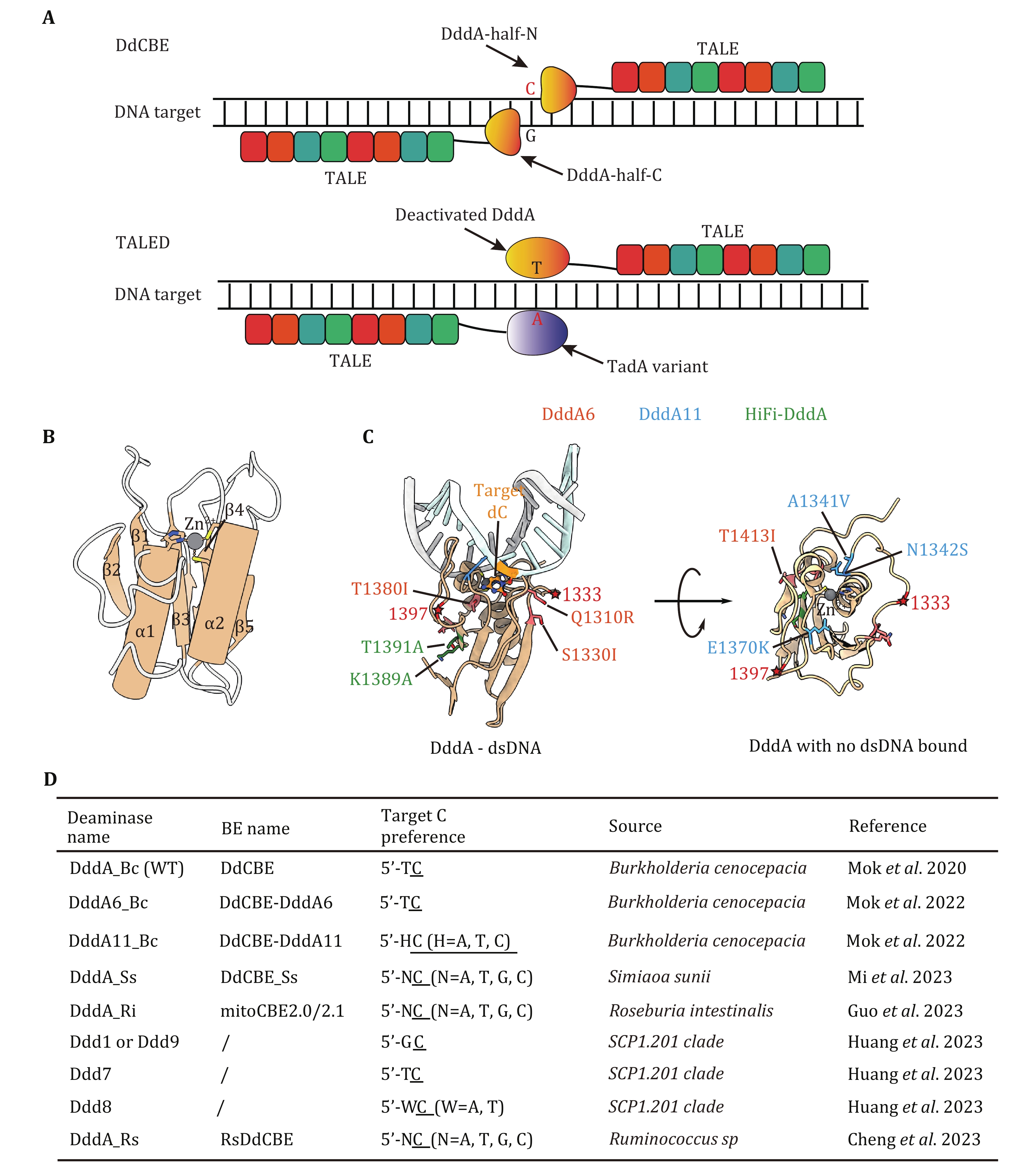 Nucleoside deaminases: the key players in base editing toolkit