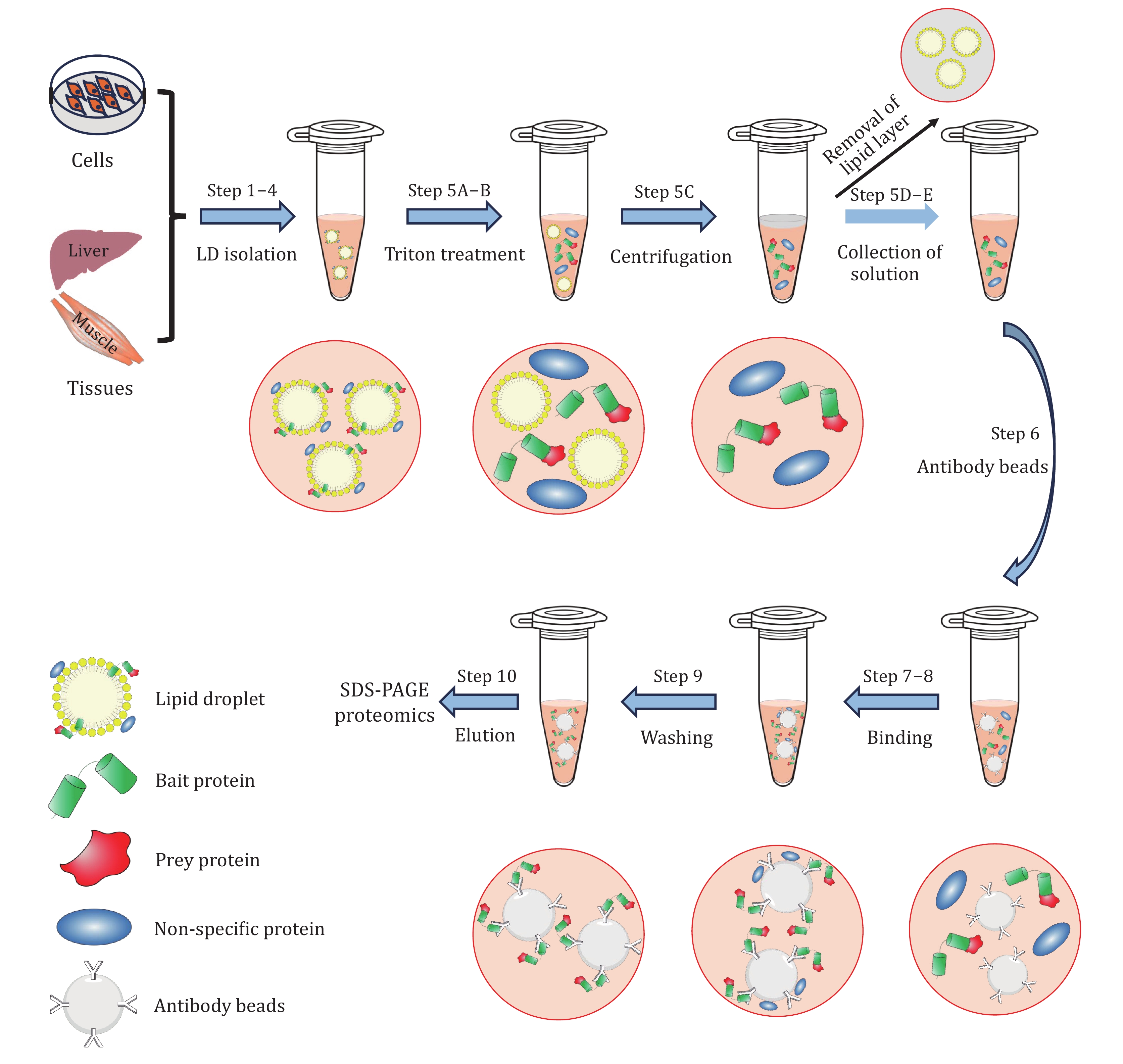 Co-immunoprecipitation for identifying protein–protein interaction on ...